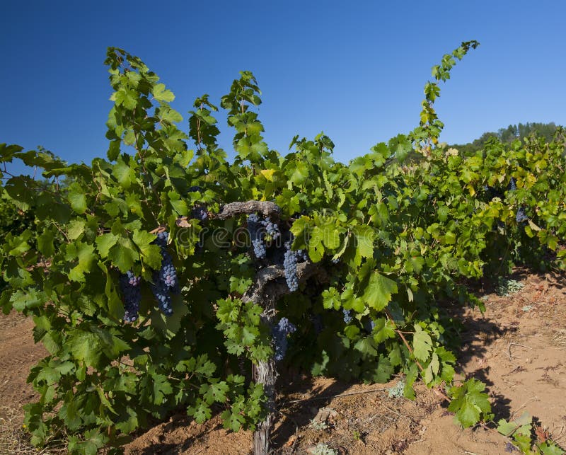 First Grapes in Vineyard Row Stock Image - Image of harvest, commercial ...