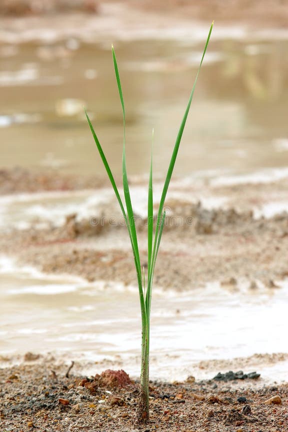 The first grass stock image. Image of beginnings, season - 25755049