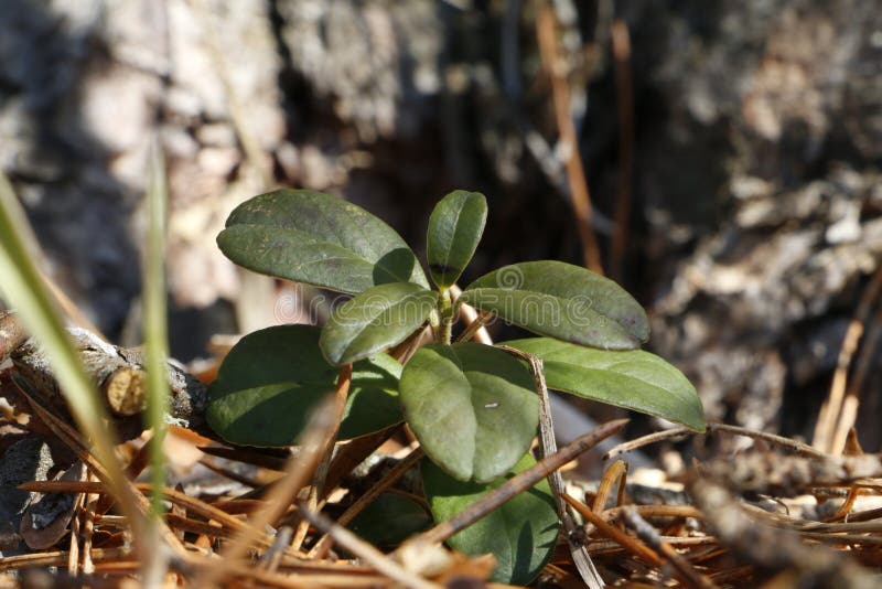 First grass in a forest stock image. Image of trees, green - 79287247