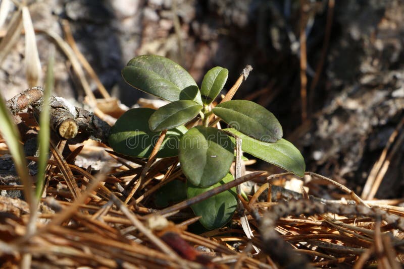 First grass in a forest stock photo. Image of needles - 79287250