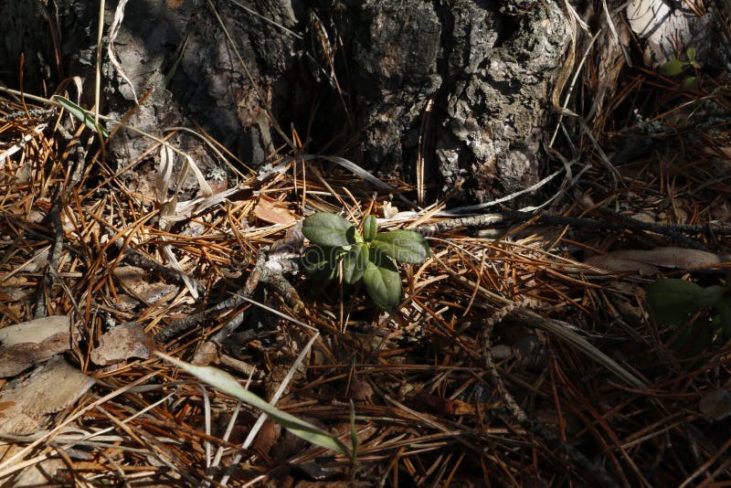 First grass in a forest stock image. Image of trees, earth - 79287299