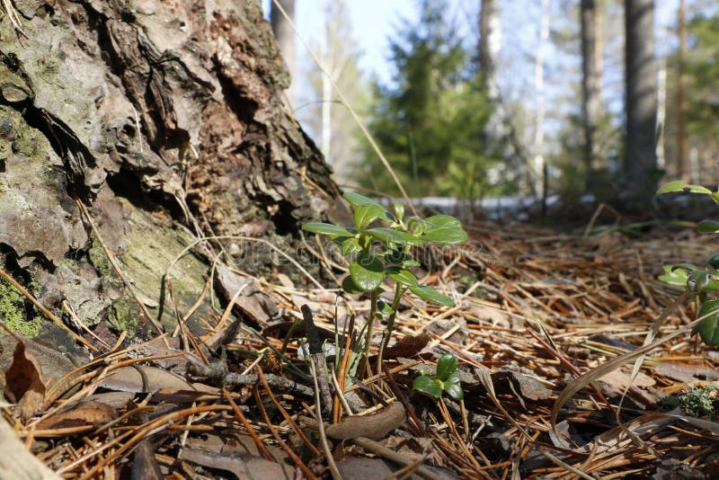 First grass in a forest stock photo. Image of earth, fall - 79287430