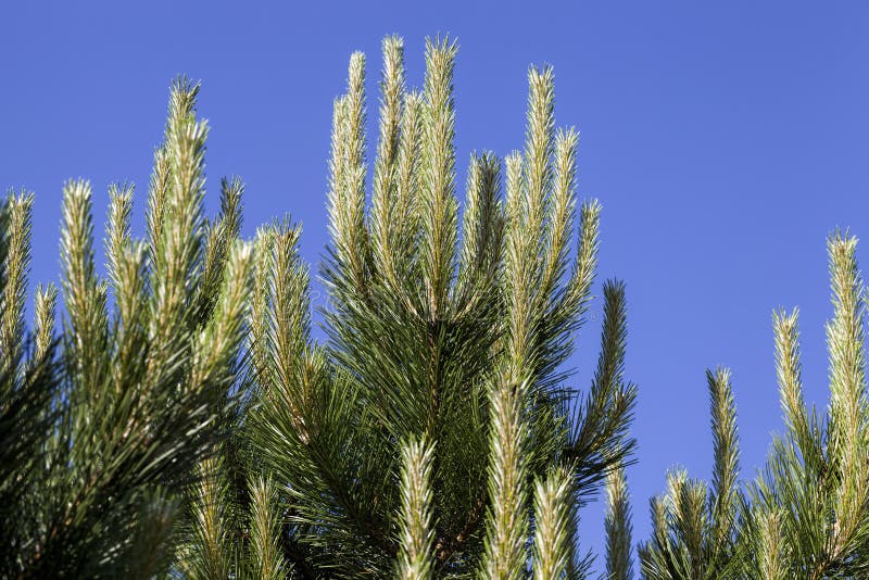 Pine tree stock photo. Image of evergreen, brown, traditions - 223295832