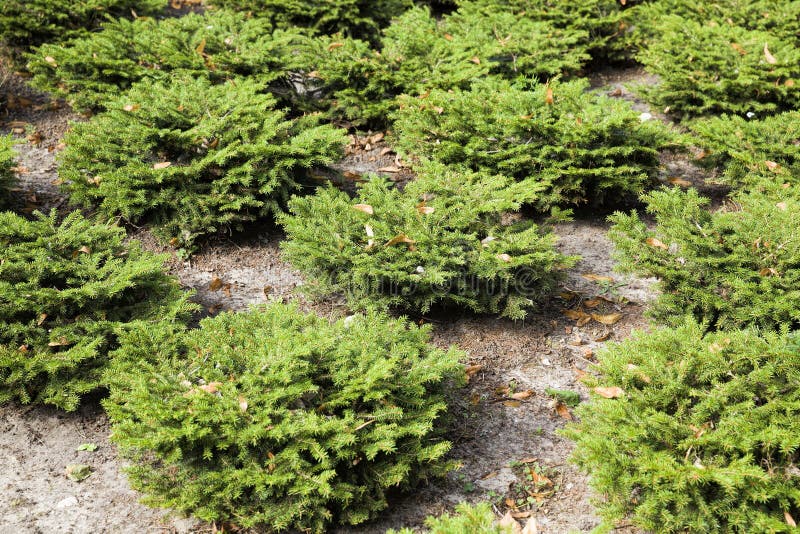 Pine tree stock photo. Image of outdoor, small, forest - 223295892