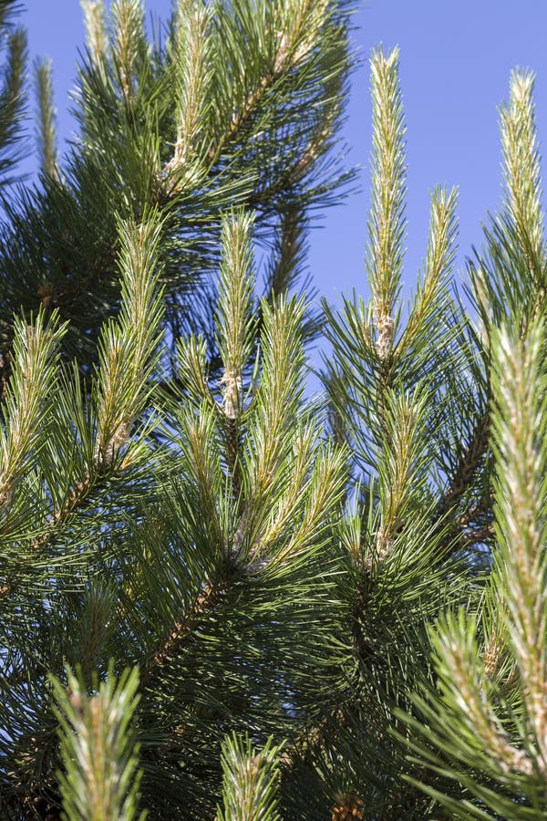 Pine tree stock image. Image of vegetation, needle, coniferous - 223625245