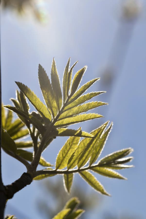 The first green foliage stock image. Image of life, flora - 223294911