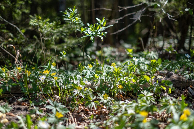 First Green Foliage Sprouting from Empty Ground in the Spring Stock ...