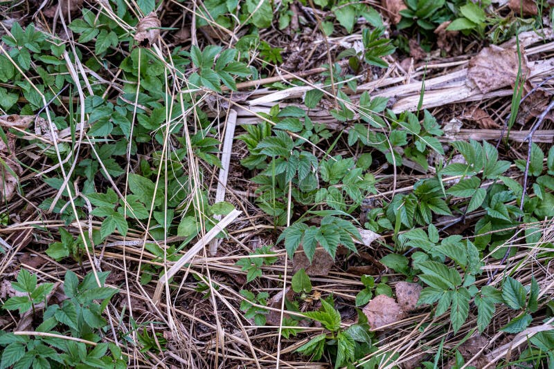 First Green Foliage Sprouting from Empty Ground in the Spring Stock ...