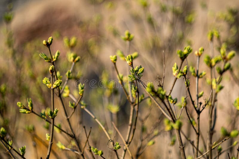 First Green Foliage Sprouting from Empty Ground in the Spring Stock ...