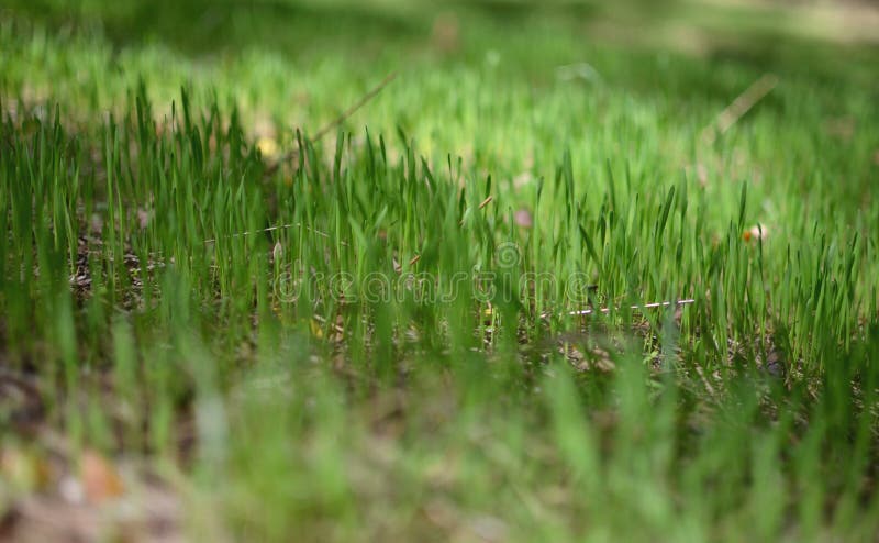 The First Green Grass in the Spring Forest. Young Green Grass Stock ...