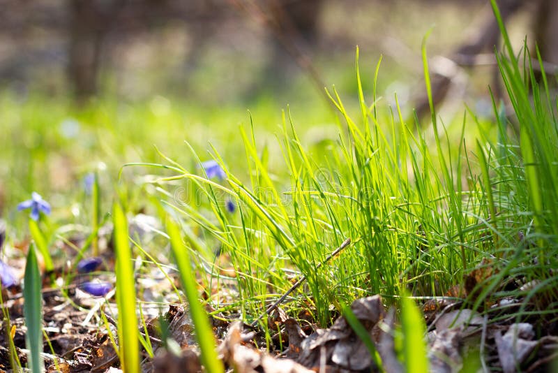 The First Green Grass in the Spring Forest . Young Green Grass Stock ...