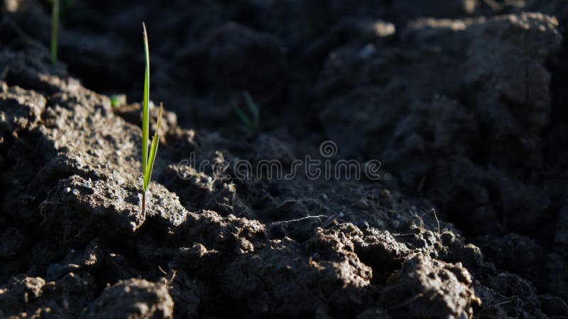 The First Green Grass Sprouts from the Ground in Spring Stock Photo ...