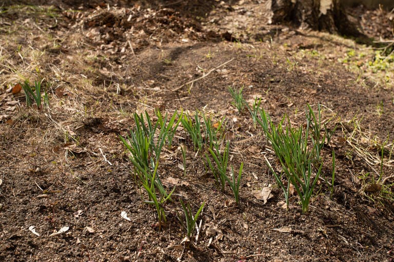 The First Green Grass Sprouts in Spring Stock Photo - Image of grass ...