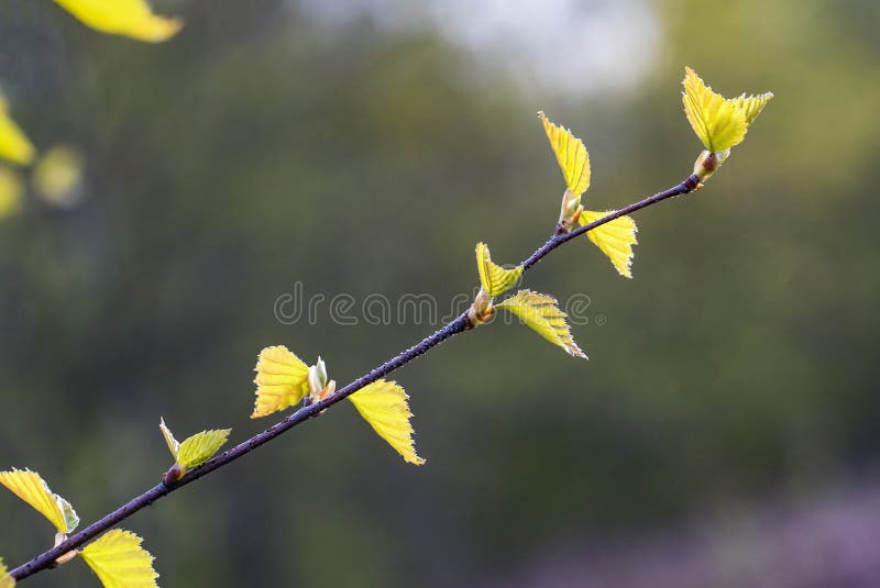 The First Green Leaves on the Birch in Spring Stock Image - Image of ...
