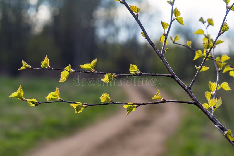 The First Green Leaves on the Birch in Spring Stock Image - Image of ...