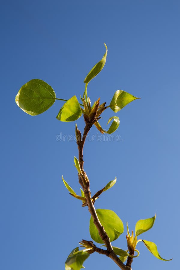 First Green Leaves on Blue Sky Background. Spring Time Stock Photo ...