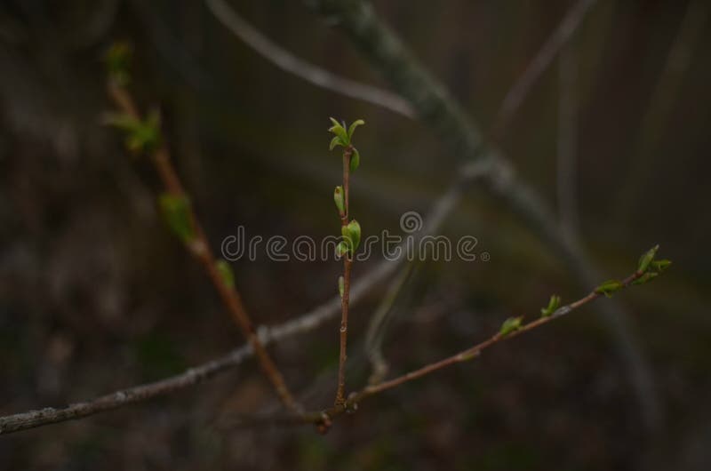 First Green Leaves of Spring Emerging on Branch Stock Image - Image of ...