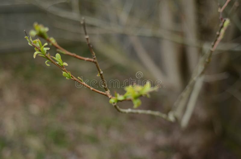 First Green Leaves of Spring Emerging on Branch Stock Photo - Image of ...