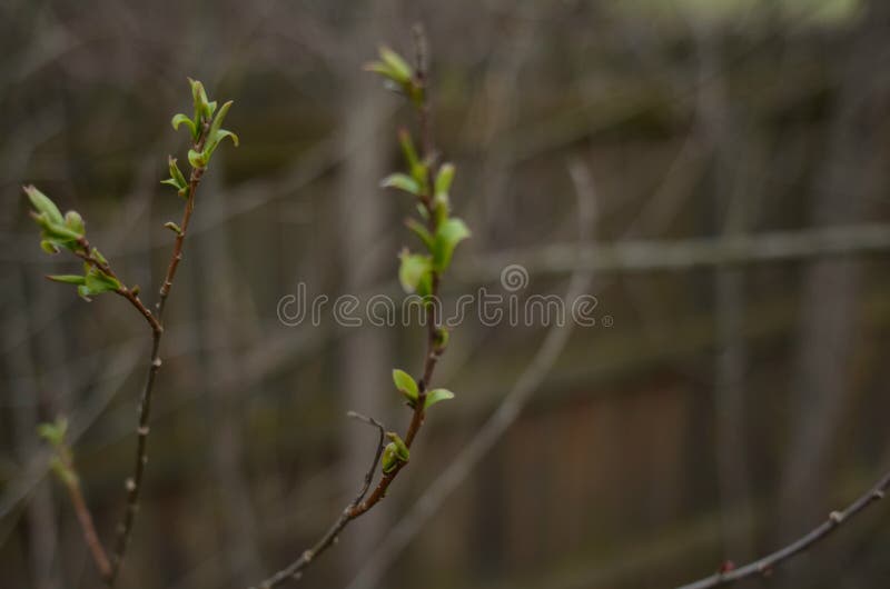 First Green Leaves of Spring Emerging on Branch Stock Image - Image of ...
