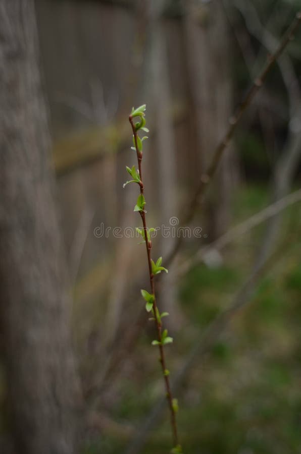 First Green Leaves of Spring Emerging on Branch Stock Image - Image of ...