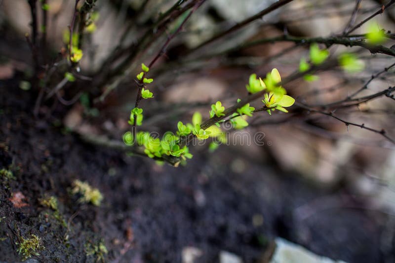 The First Green Leaves of Spring Herb Spring. Stock Image - Image of ...