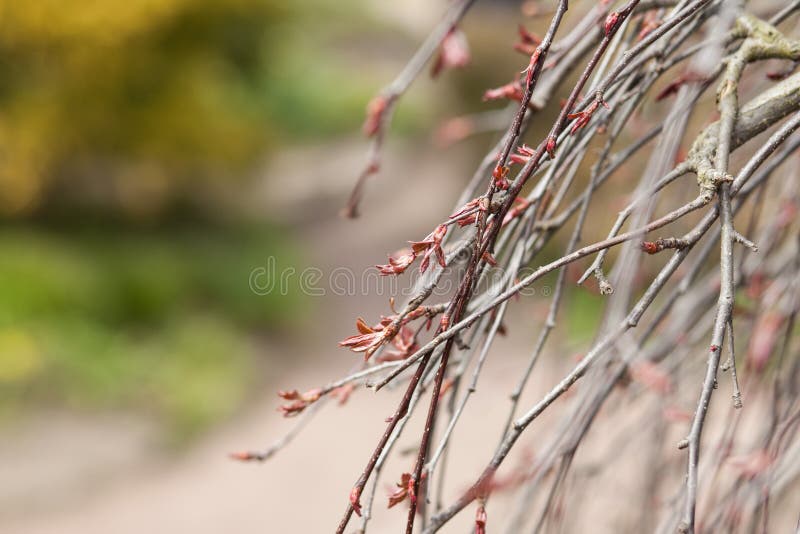 The First Green Leaves of Spring Herb Spring. Stock Photo - Image of ...
