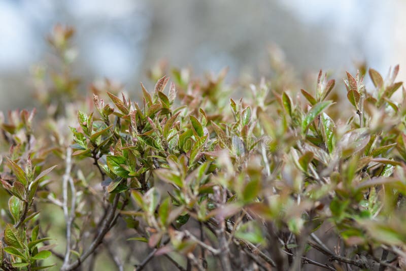 The First Green Leaves of Spring Herb Spring. Stock Photo - Image of ...