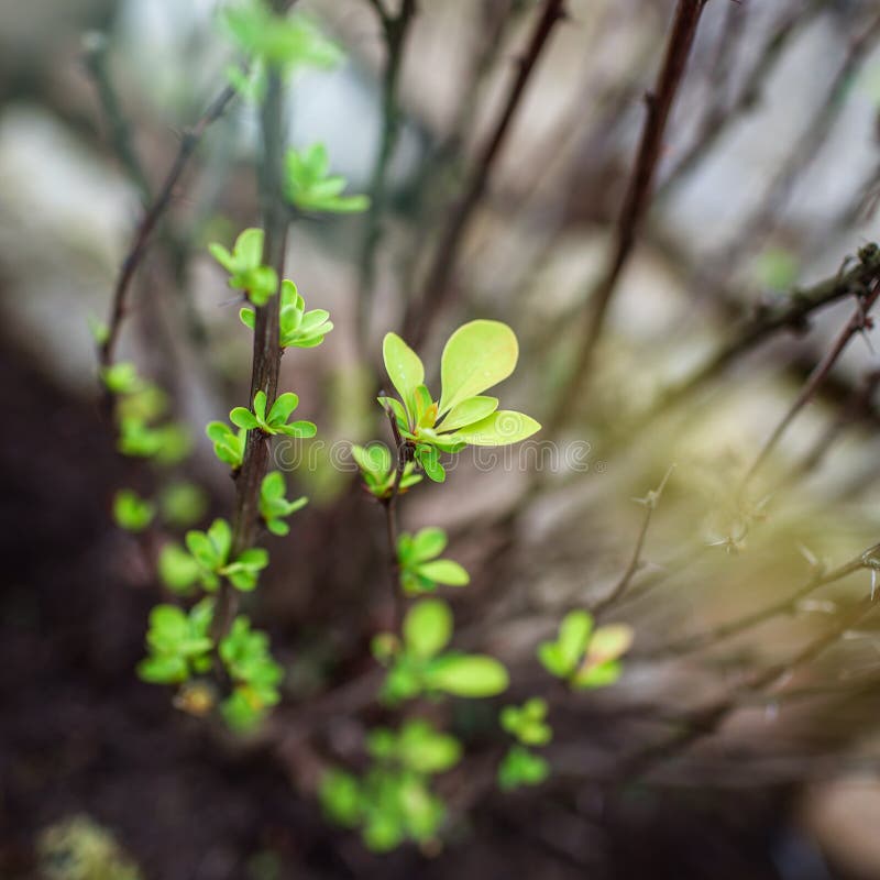 The First Green Leaves of Spring Herb Spring. Stock Image - Image of ...