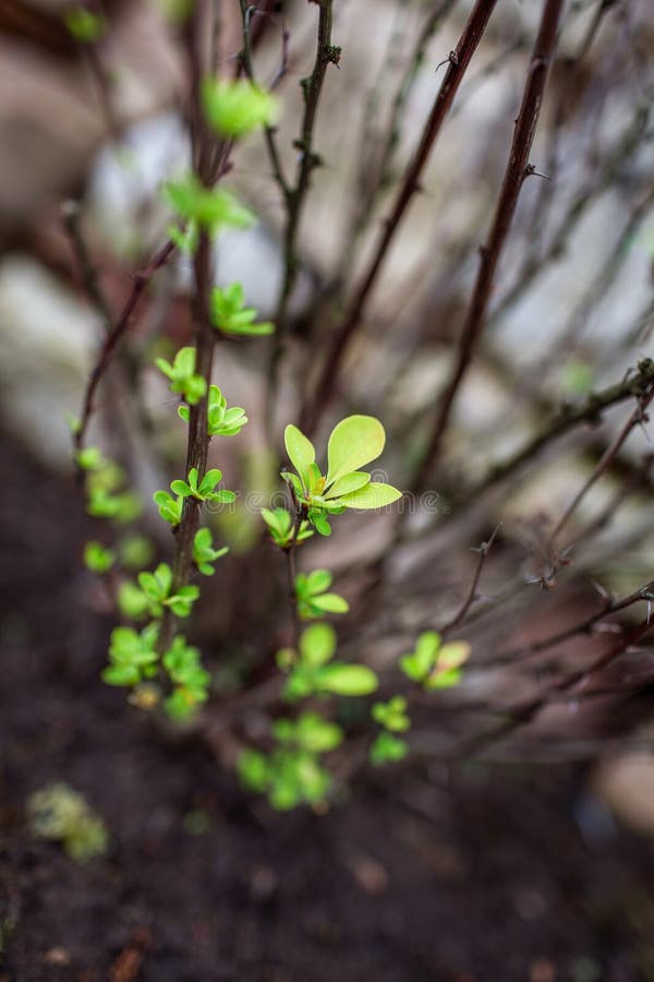 First Green Leaves of Spring Herb Spring. Stock Photo - Image of herb ...