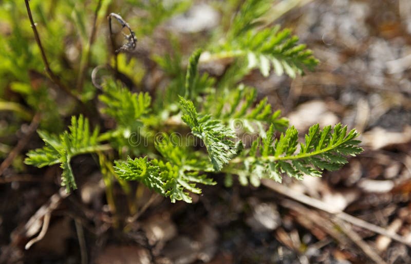 The First Green Leaves in the Spring Here in Norrland Stock Image ...