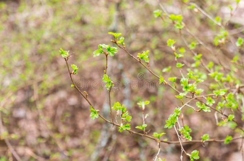 First green leaves stock image. Image of detail, springtime - 90146939
