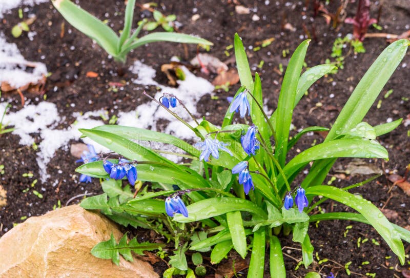 First green leaves stock image. Image of freshness, plant - 90645375