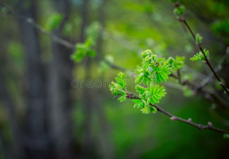 First Green Leaves on a Tree Branch in a Spring Forest Stock Image ...