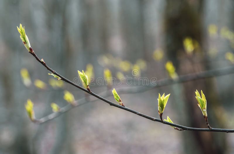 The First Green Leaves on the Trees in Spring Stock Image - Image of ...