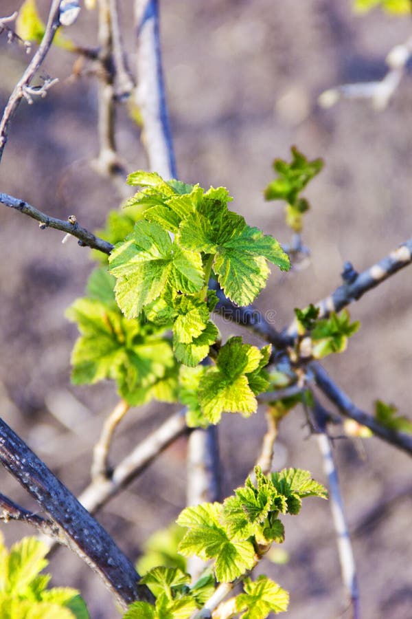 First Green Leaves on Trees Spring Day Stock Image - Image of beautiful ...