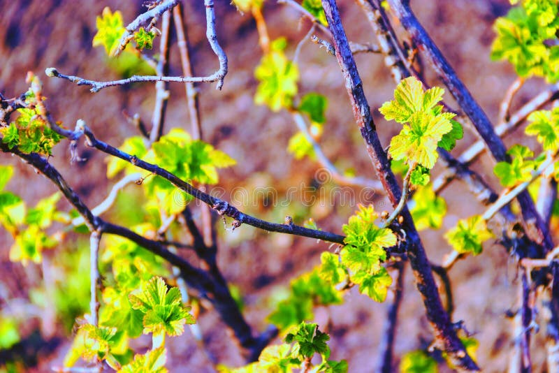 First Green Leaves on Trees Spring Day Stock Image - Image of leaves ...