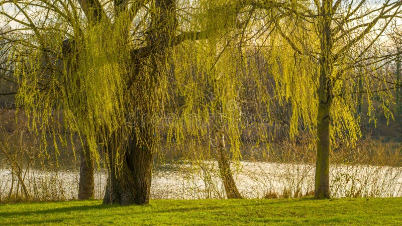 The First Green Leaves of a Weeping Willow in Spring by the Lake Stock ...