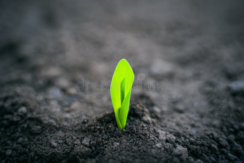 The First Green Leaves of Young Sprouted Corn in the Vegetable Garden ...