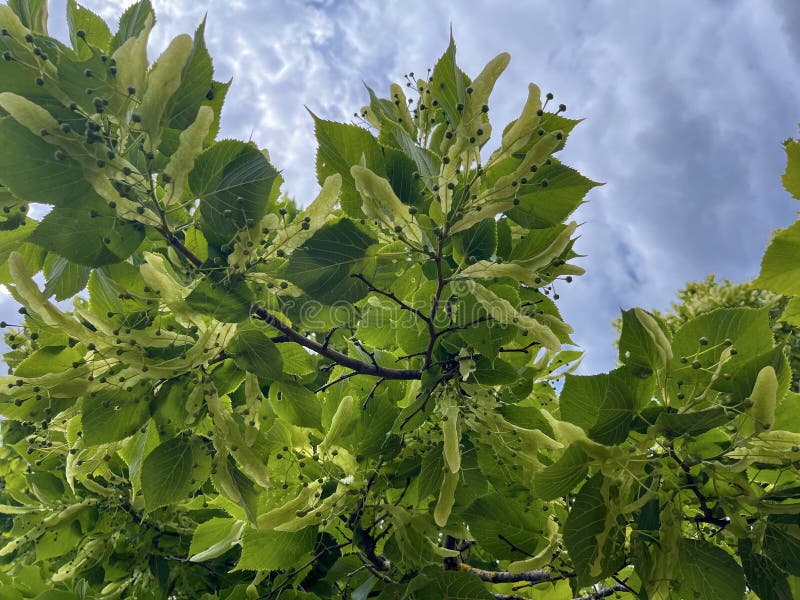 159 Linden Nuts Stock Photos - Free & Royalty-Free Stock Photos from ...