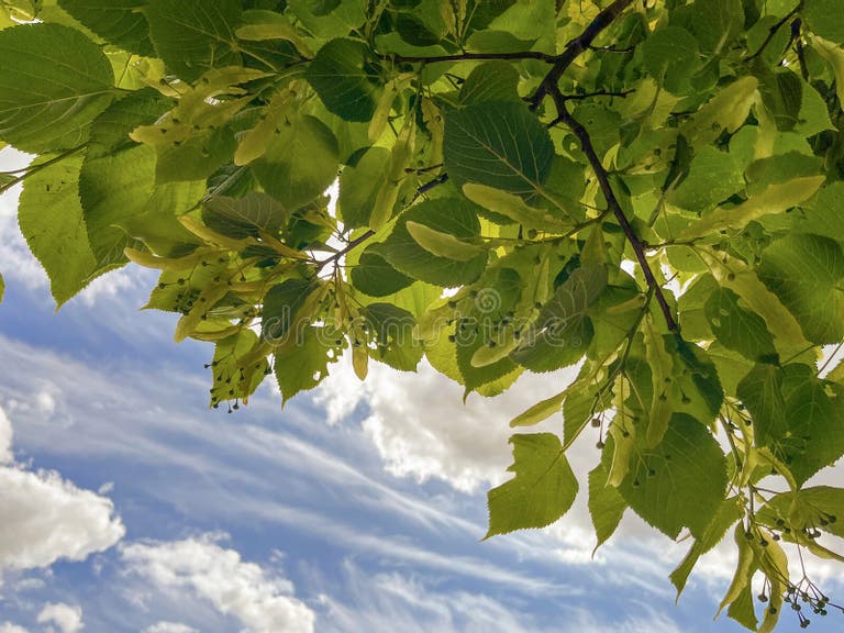 The First Green Nuts Appeared on the Linden Tree Stock Photo - Image of ...