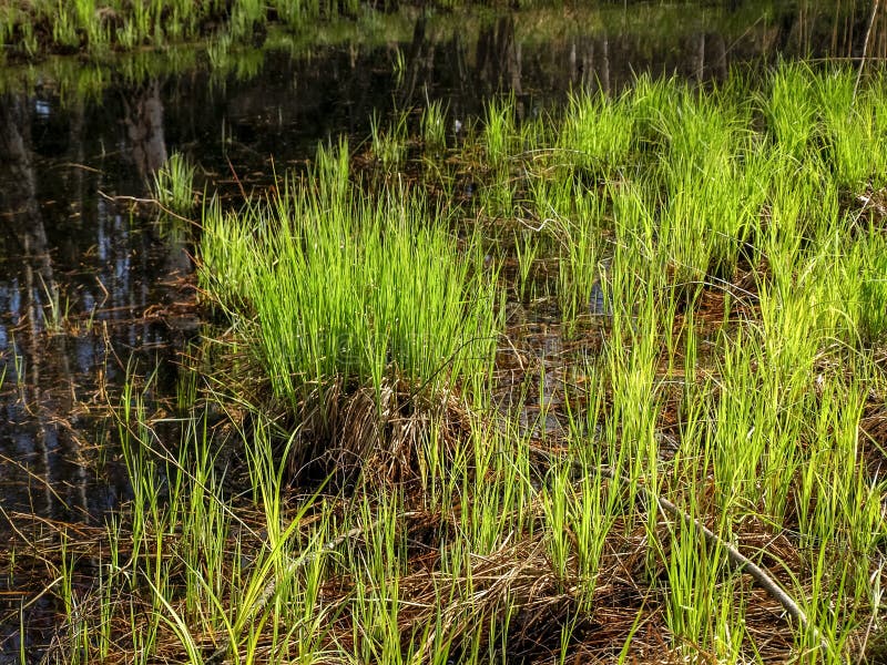 The First Green Plants in Spring, Bright Green Contrast with Gray Stock ...
