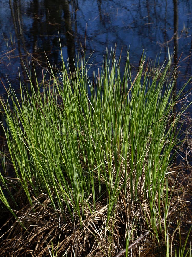 The First Green Plants in Spring, Bright Green Contrast with Gray Stock ...