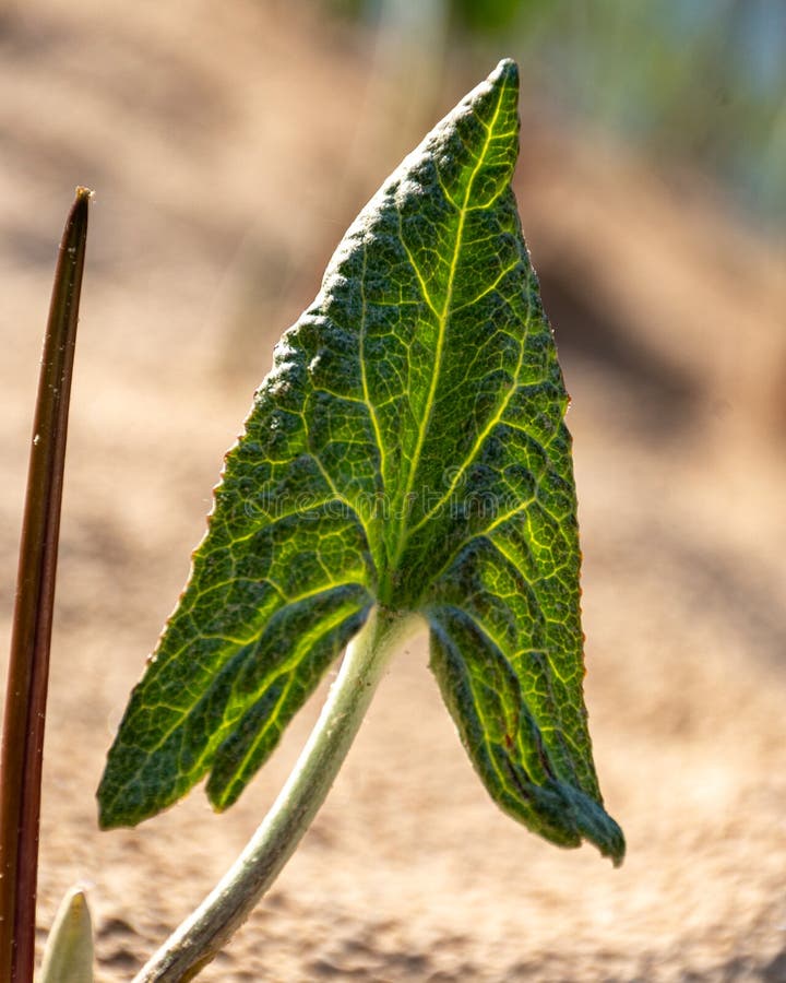 The First Green Plants of Spring, the Harbingers of Spring, the First ...