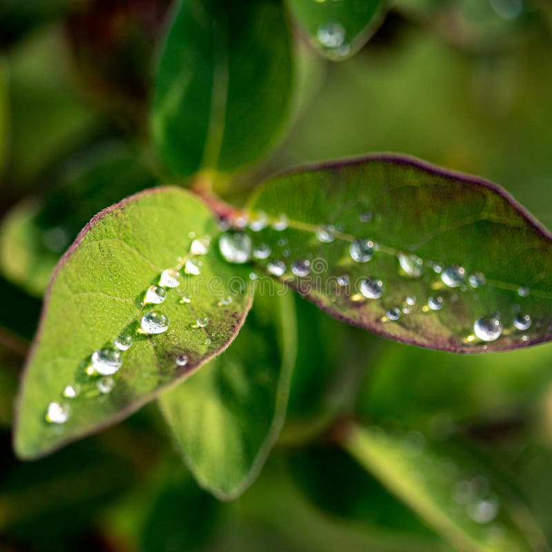 The First Green Plants of Spring, the Harbingers of Spring, the First ...