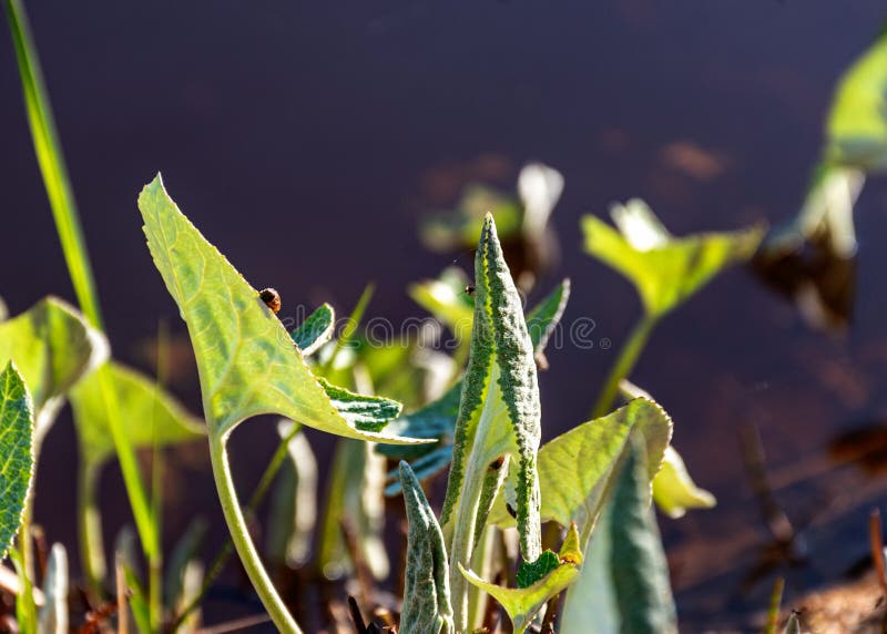 The First Green Plants of Spring, the Harbingers of Spring, the First ...