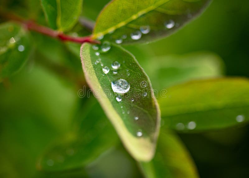 The First Green Plants of Spring, the Harbingers of Spring, the First ...