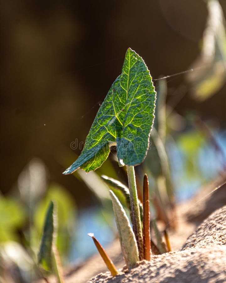 The First Green Plants of Spring, the Harbingers of Spring, the First ...