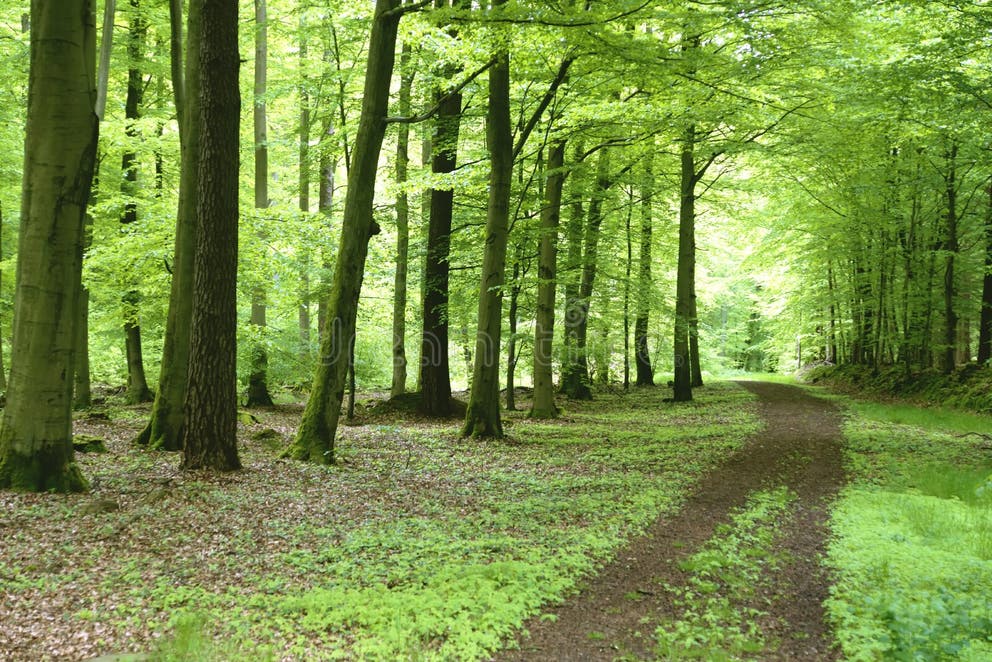 First Green Shoots in the Forest Stock Image - Image of fall, tree ...