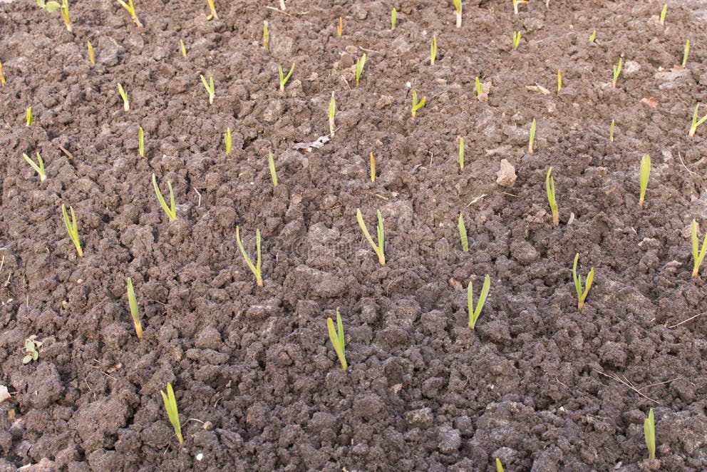 The First Green Shoots Make Their Way through the Ground. Arrival of ...