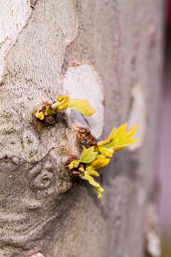 First Green Shoots of Spring on a Tree Trunk Stock Image - Image of ...
